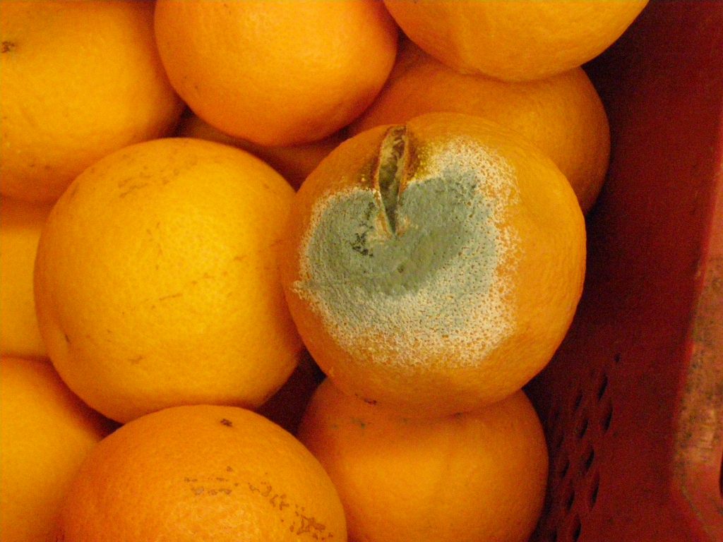 XEDATHANE 40 EC, fungicida Pirimetanil - Xeda Iberica