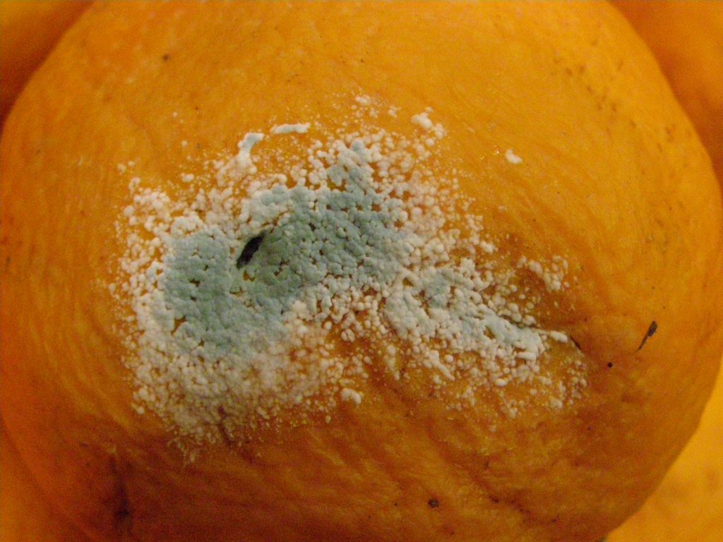 XEDATHANE 40 EC, fungicida Pirimetanil - Xeda Iberica